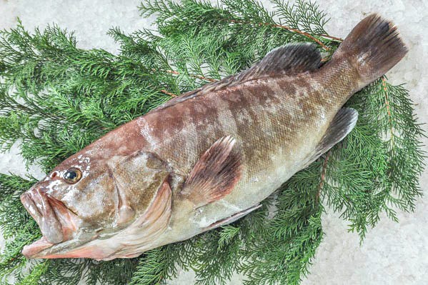 マハタ（定置網） 【業務用食材の仕入れなら八面六臂】